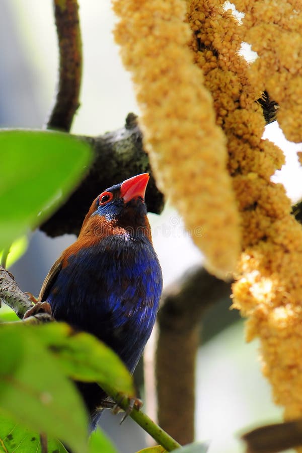 Finch bird eating stock image. Image of parks, black - 25244075