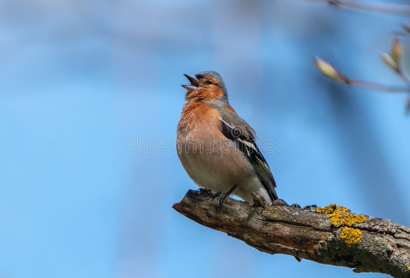 The Finch Bird Sat Down on a Branch and Sang a Spring Song Stock Image ...