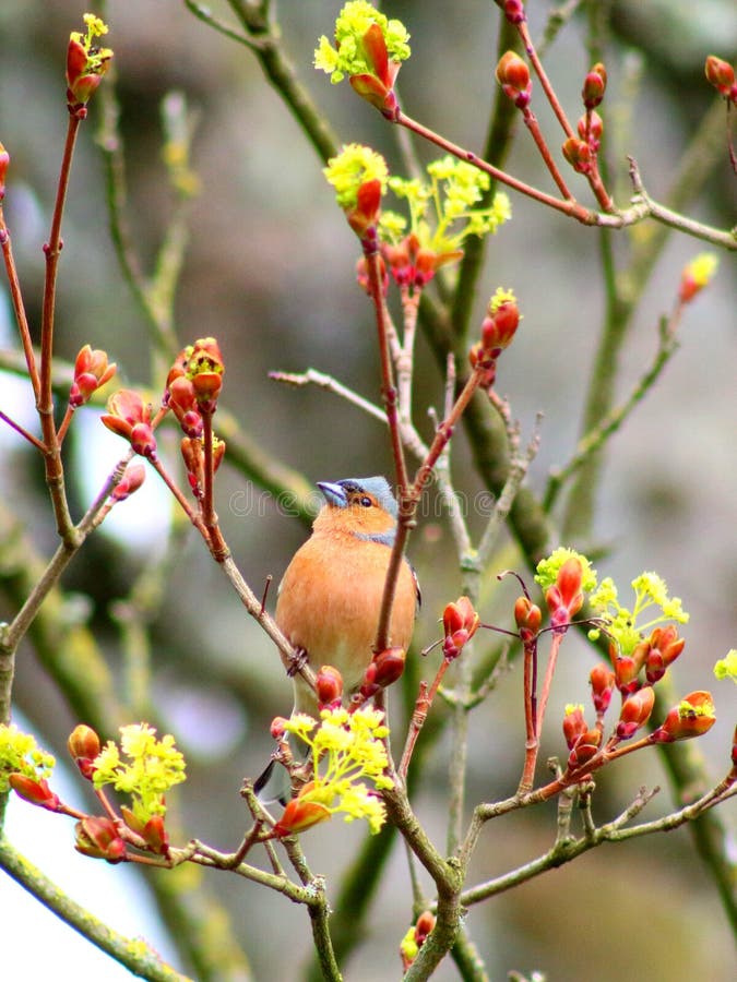 Finch stock image. Image of summer, finch, bird, spring - 71018719