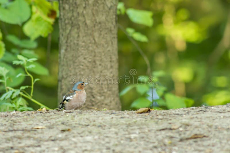 Finch Bird in the Summer Forest Stock Image - Image of sunlight ...