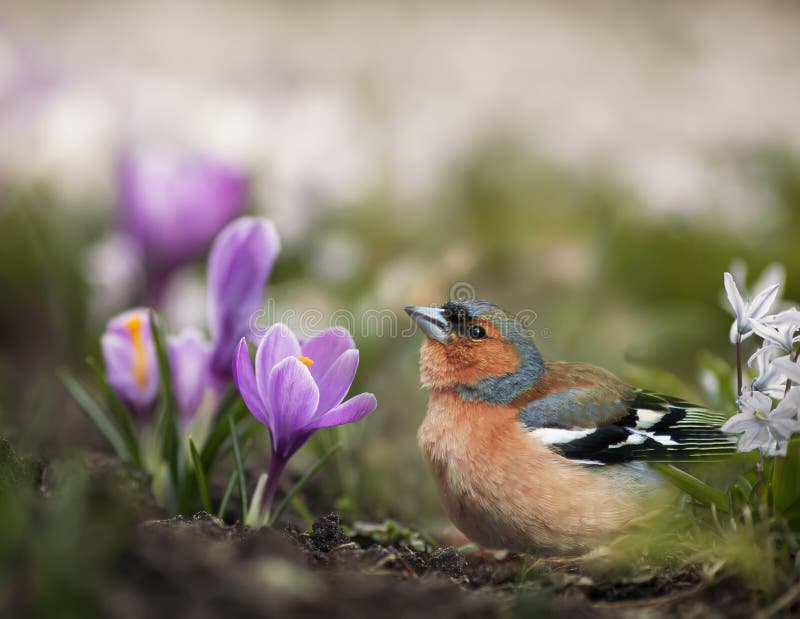 Snowdrops and Crocuses Blooming in a Grassy Border Stock Image - Image ...