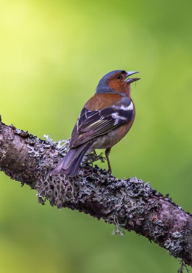 Finch with bug in beak stock image. Image of avian, bird - 168621031