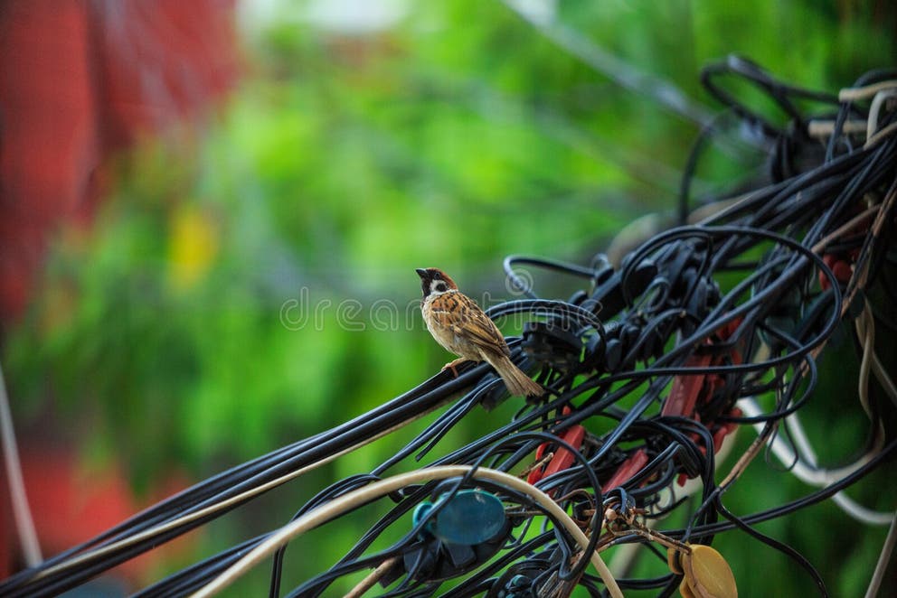 Finch cable stock image. Image of cable, wings, cord - 41402177