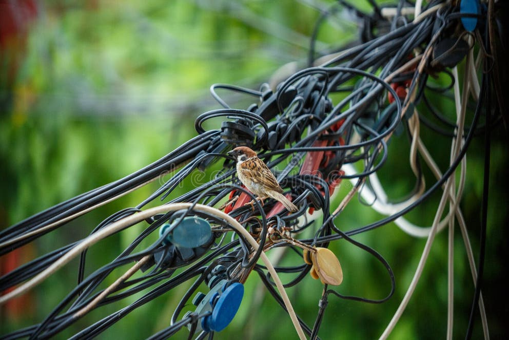 Finch cable stock photo. Image of nature, finch, green - 41402246