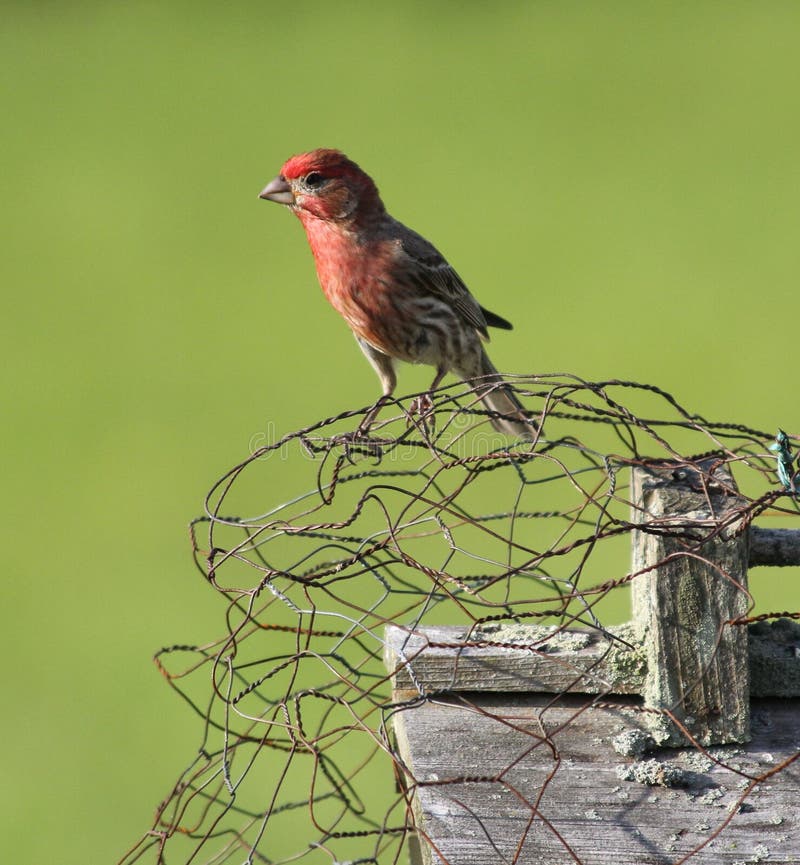 Finch Chicken Wire Stock Photos - Free & Royalty-Free Stock Photos from ...