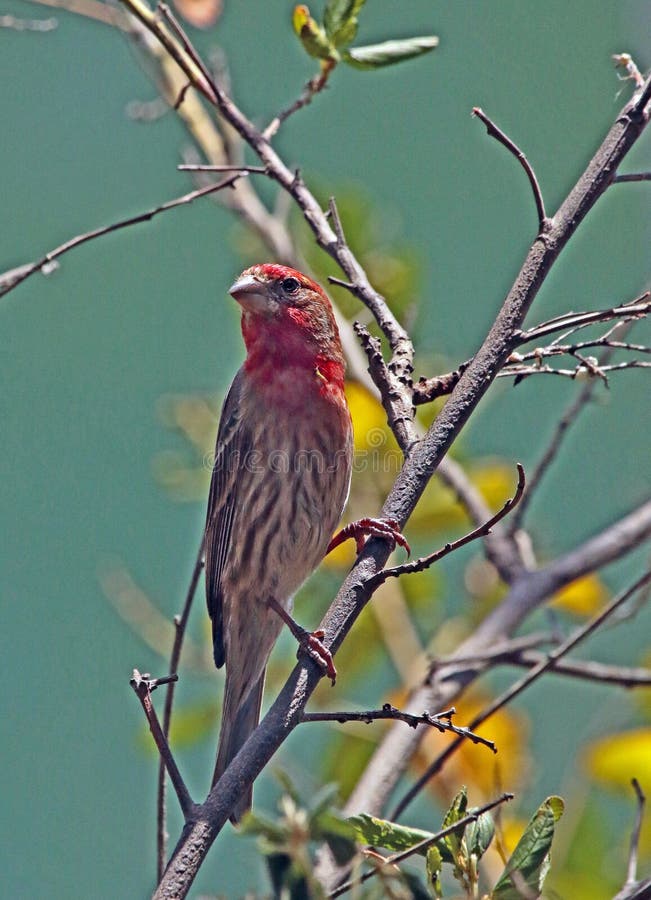 Busy Bird Feeder stock image. Image of bird, feeding, america - 9787015