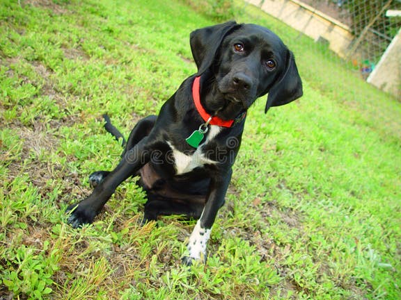 Finch - the dog stock photo. Image of slanted, label, sitting - 80910