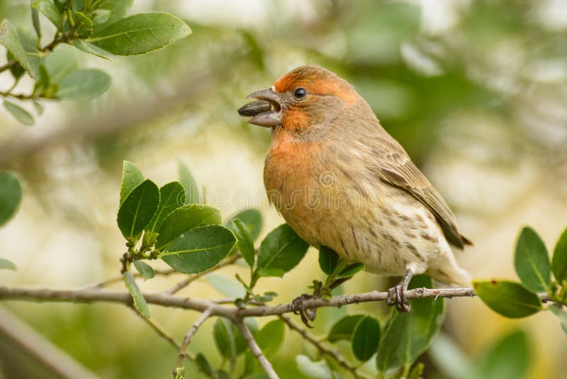 Finch eating a seed stock photo. Image of perches, nature - 371774546