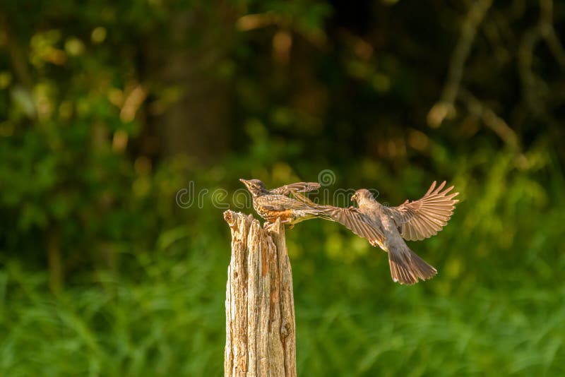 Finch getting scared off stock image. Image of grass - 266632063