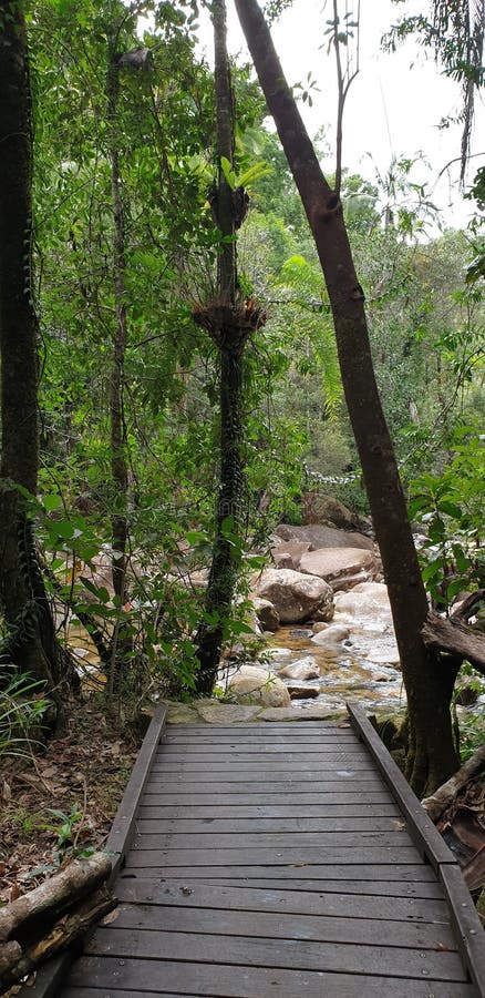 Finch Hatton Gorge Walk stock photo. Image of walk, finch - 183591132