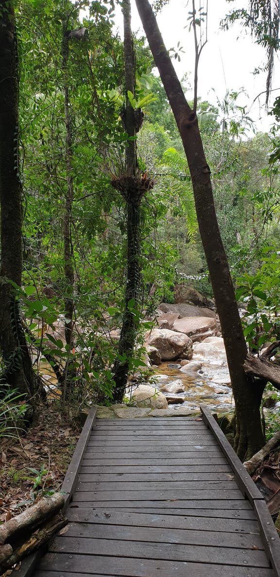 Finch Hatton Gorge Walk stock photo. Image of walk, finch - 183591132