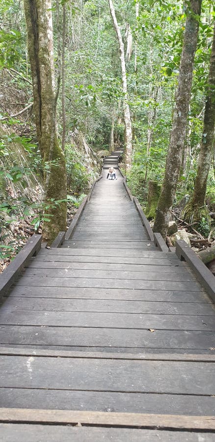 Finch Hatton Gorge Walk stock photo. Image of queensland - 183696802