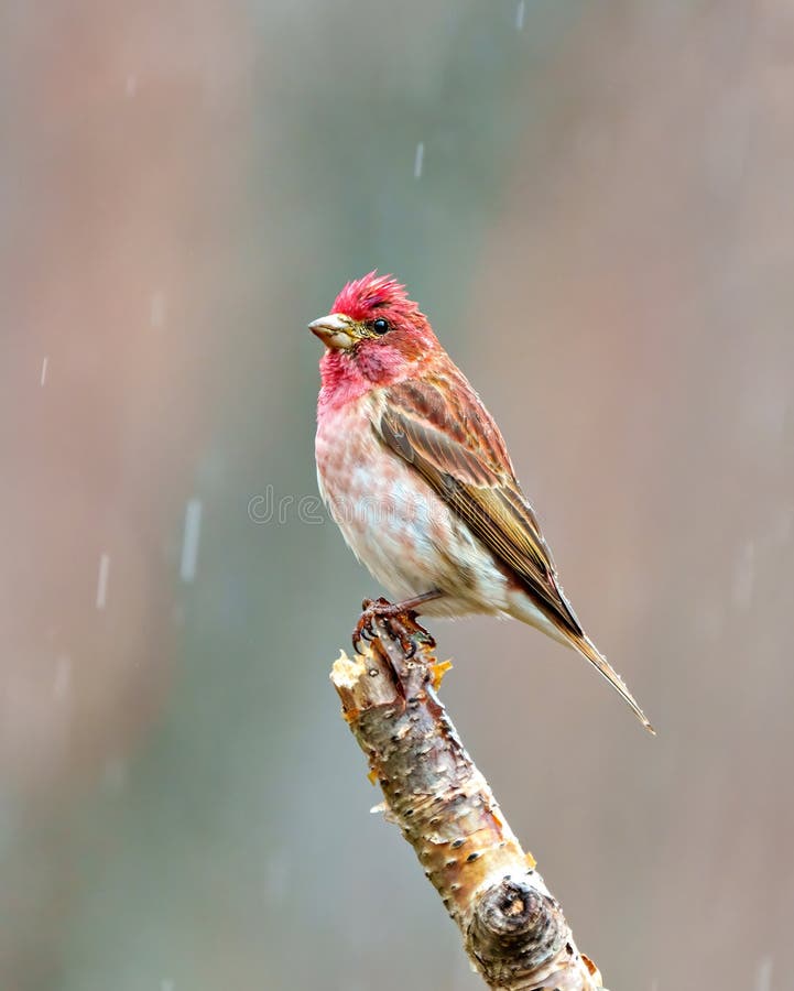 Purple Finch Photo and Image. Finch Male Close-up Side View, Perched on ...