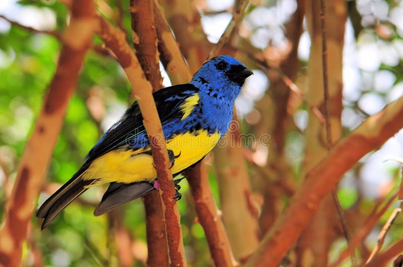 Finch (passerine) Bird on Branch Stock Photo - Image of birds, animal ...