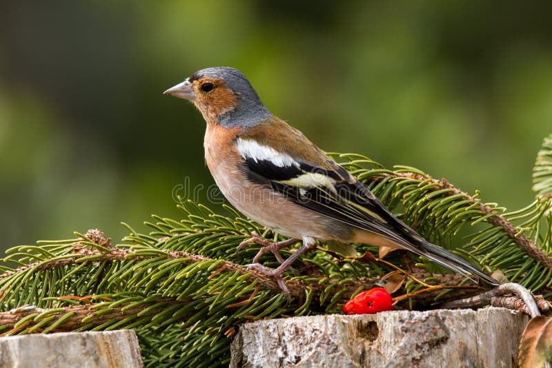 Finch Passerine Bird Mountain Italian Europe Stock Image - Image of ...