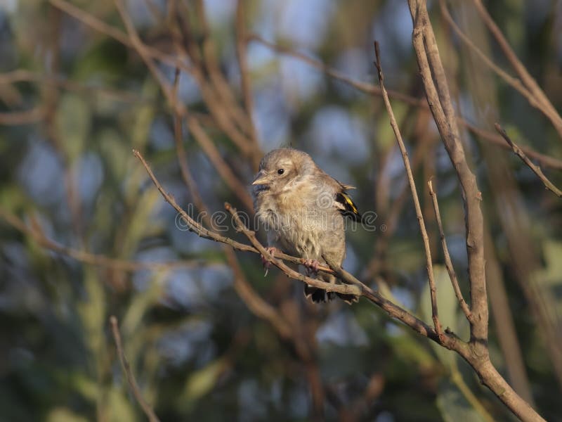 Finch Perched on Trees at Sunset Stock Image - Image of animal, wild ...