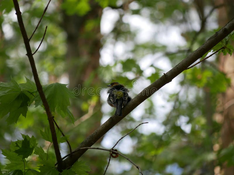 A Finch Sits on a Tree Branch in the Forest and Brushes Its Feathers ...