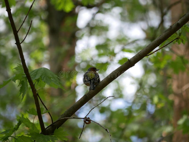 A Finch Sits on a Tree Branch in the Forest and Brushes Its Feathers ...