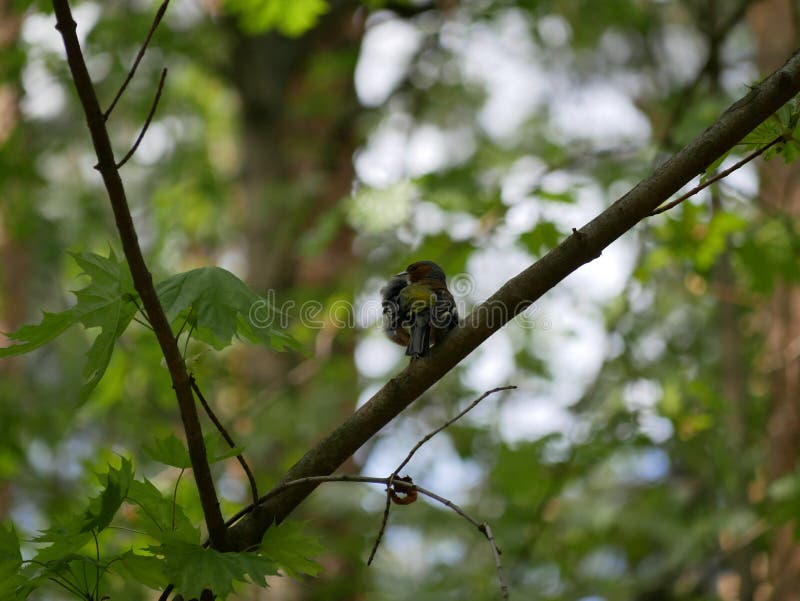 A Finch Sits on a Tree Branch in the Forest and Brushes Its Feathers ...