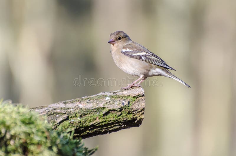 Finch stock image. Image of passerine, finch, nature - 39427539