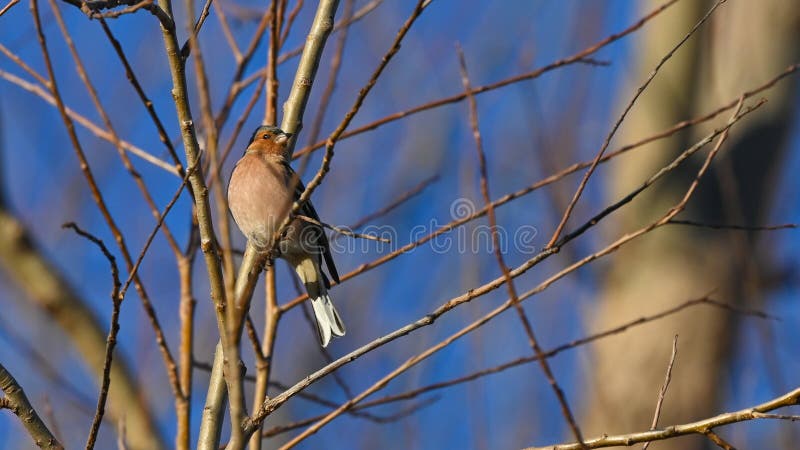 Finch Sitting on the Branch among the Trees in the Foreground Stock ...