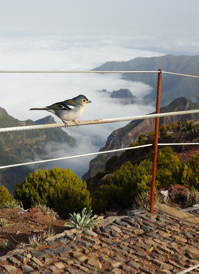 Finch stock image. Image of nature, deep, bird, wildlife - 392525747