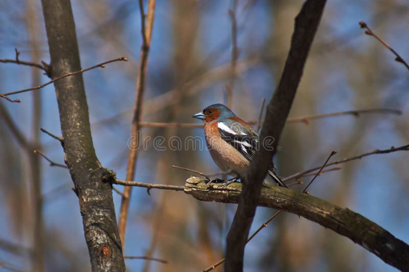 Finch on a Tree in Spring Forest. Stock Photo - Image of colored, multi ...