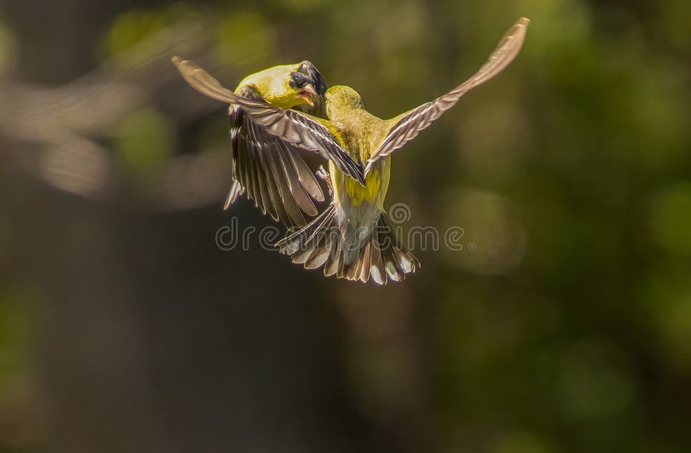 Finches in death match stock image. Image of fighting - 266630249