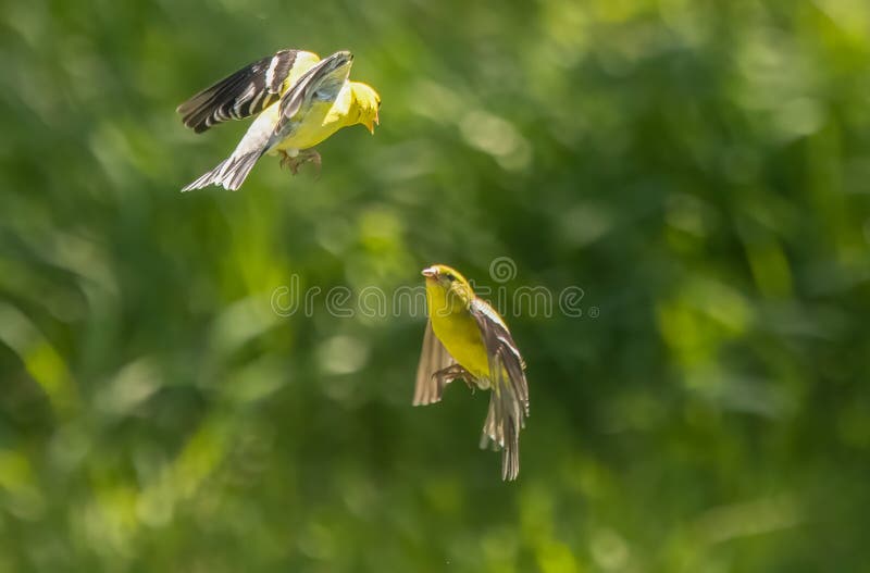 Finches in a fight stock photo. Image of bird, nature - 266629738