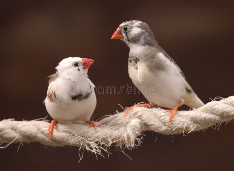 Zebra Finches 2 stock image. Image of southern, birds - 46051973