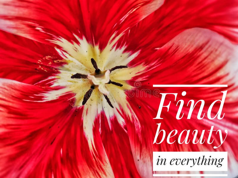 Find beauty in everything stock photo. Image of plant - 246294422