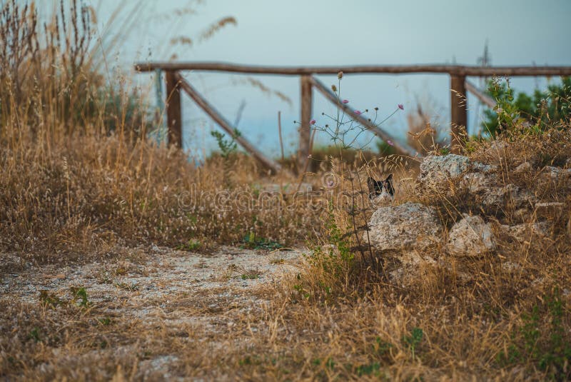 Find a cat. stock image. Image of hide, animal, kitten - 266099995