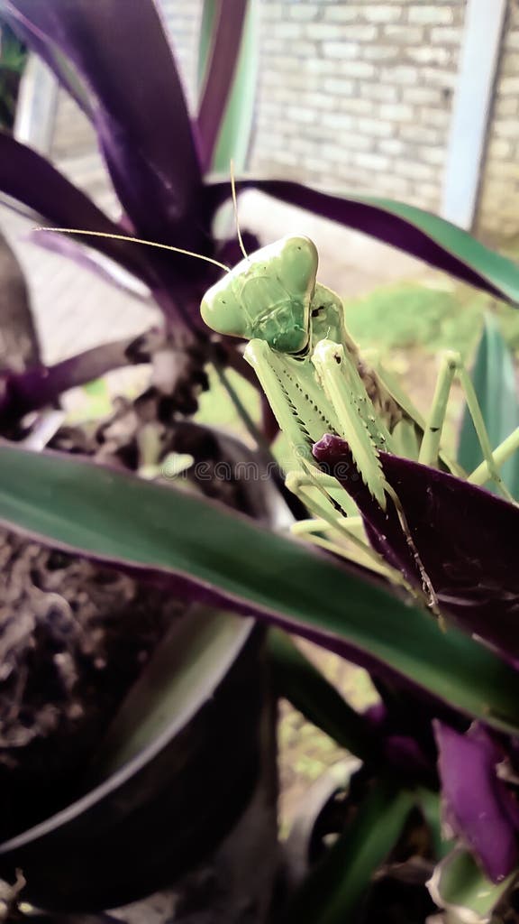 Find the grasshopper stock photo. Image of animal, grass - 264043758