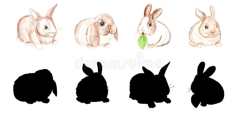 Find the Shadows of Rabbits. Find Cute Animals. Stock Image - Image of ...