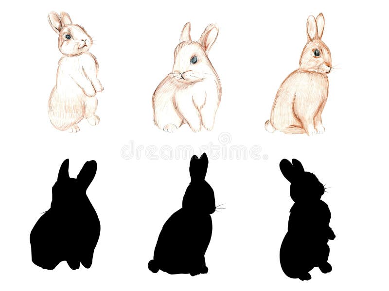 Find the Shadows of Rabbits. Find Cute Animals. Stock Photo - Image of ...