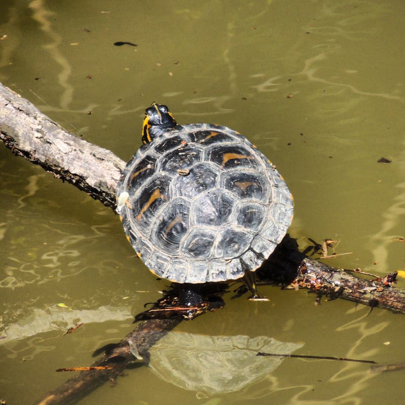 Ruga stock image. Image of turtle, ruga, animals, finding - 131672951
