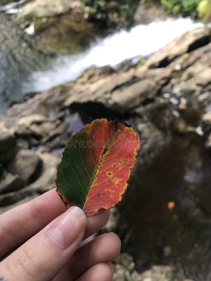 Finding the Beginning of Fall Stock Photo - Image of standing ...
