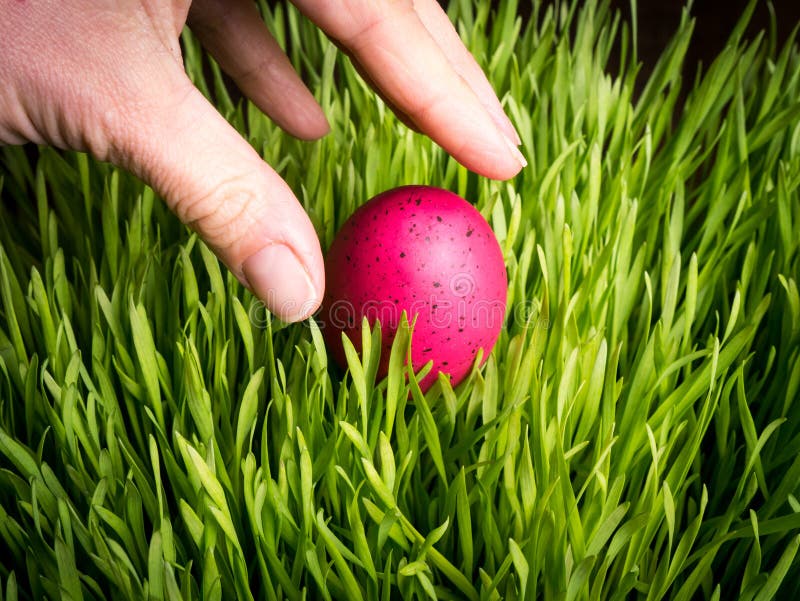 Finding an Easter Egg stock photo. Image of easter, hunting - 24179686