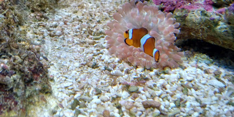 Finding Memo stock photo. Image of clown, memo, finding - 126058102