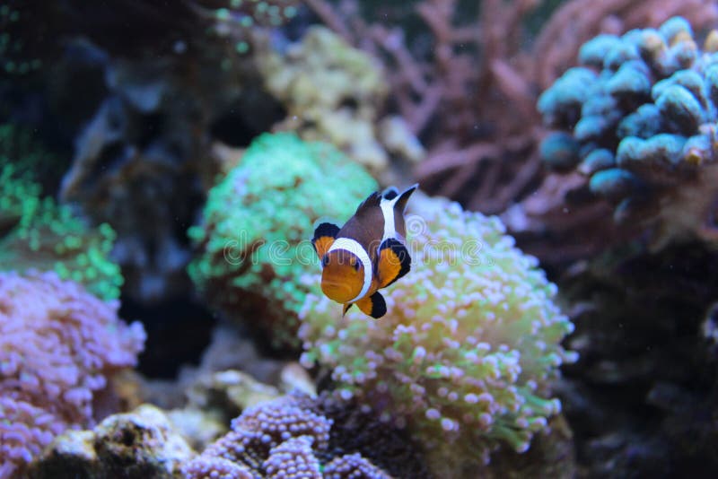 Finding nemo in real life stock image. Image of jellyfish - 255533669