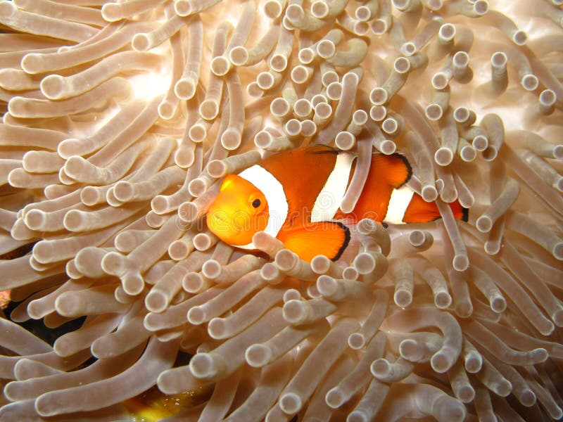 Finding Nemo the Clownfish stock image. Image of coral - 21824153