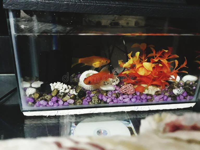 Finding Nemo stock photo. Image of beauty, flawless - 168315928