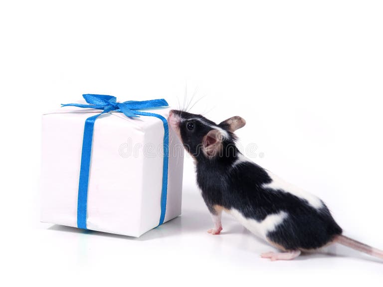 Finding a present stock photo. Image of nosy, celebrate - 478118