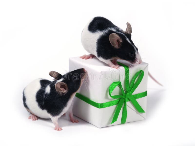 Finding a present stock image. Image of impatient, nosy - 478119