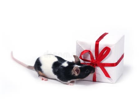Finding a present stock photo. Image of mice, furry, gift - 478120