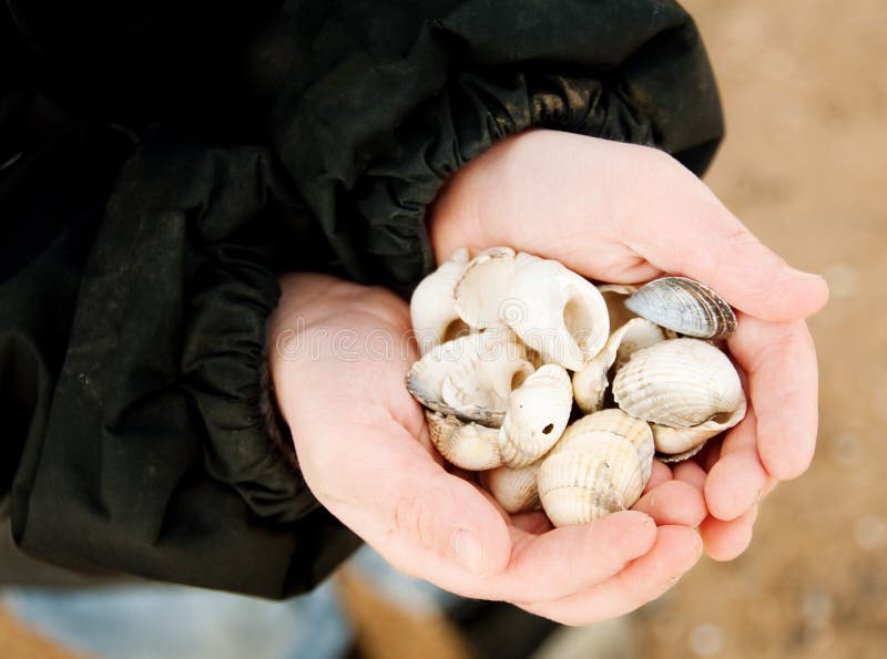 Finding Sea Shells stock photo. Image of seashells, collecting - 17511394
