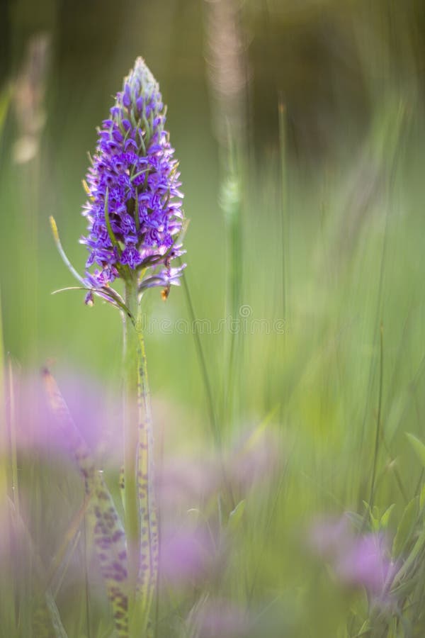 Wild Orchids, they are really so Attractive. Stock Image - Image of ...
