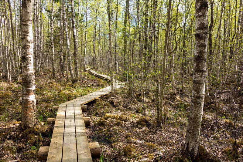 Finding the Way Forward through the Woods Stock Photo - Image of ...