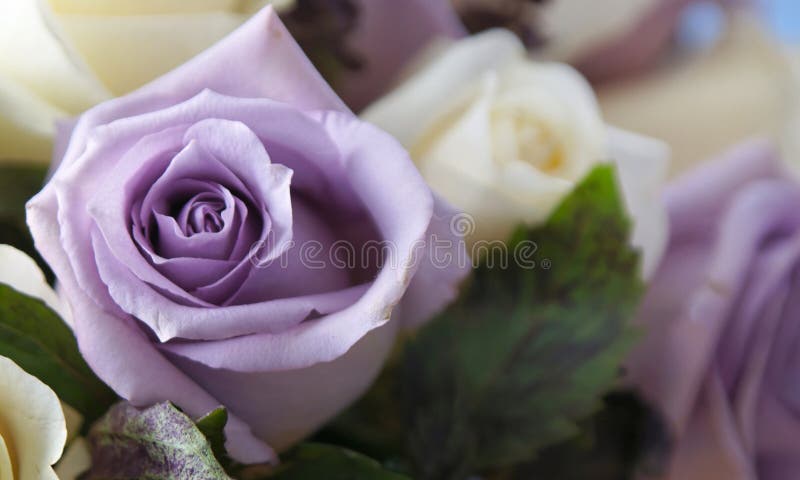 Rosa viola in primo piano fotografia stock. Immagine di verde - 3215976