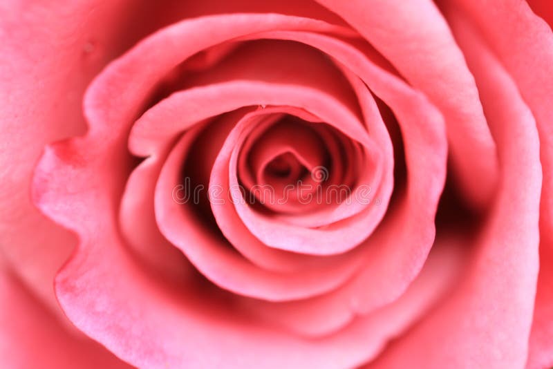 Fine art the rose stock photo. Image of close, detail - 19286214
